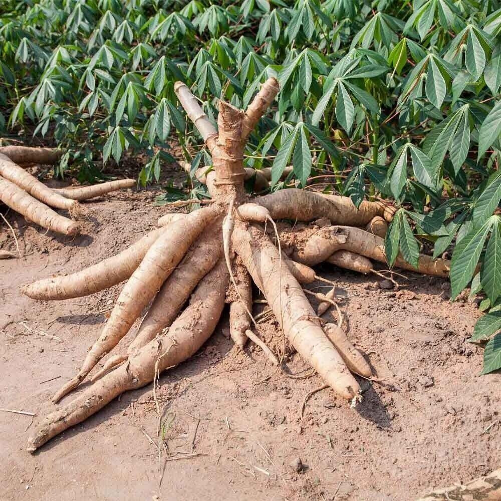 Tapioca Starch – Cassava Root Powder, Ararut, Manihot Utilissima - Etsy
