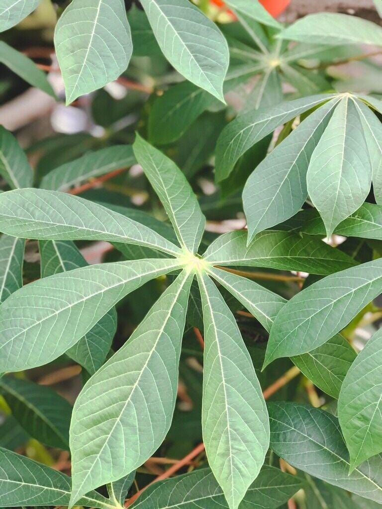 Tapioca Starch – Cassava Root Powder, Ararut, Manihot Utilissima - Etsy