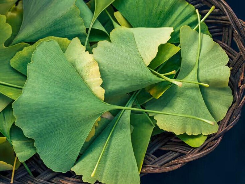 Ginkgo Biloba Leaf -herbal Tea , Ginkgo Biloba - Etsy