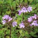 Thyme Aromatic Stalk - for Tea, Wild, Bulgarian, Thymus Serpyllum - Etsy