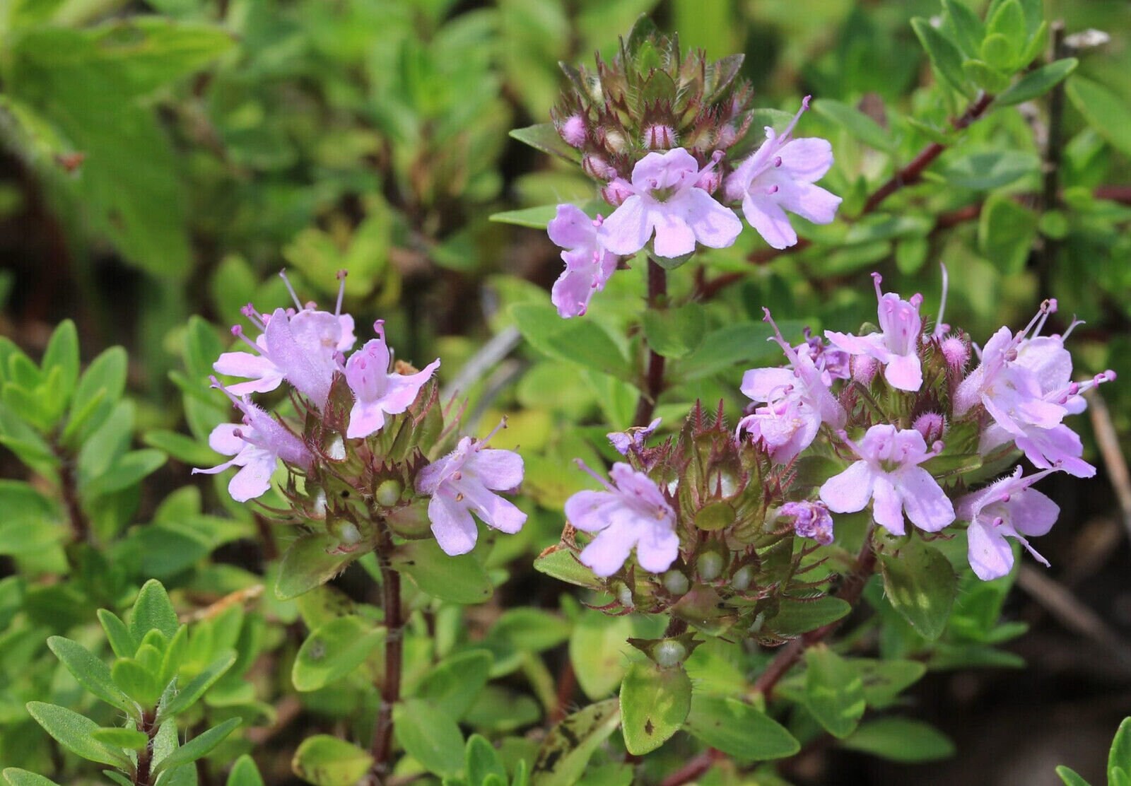Thyme Aromatic Stalk - for Tea, Wild, Bulgarian, Thymus Serpyllum - Etsy