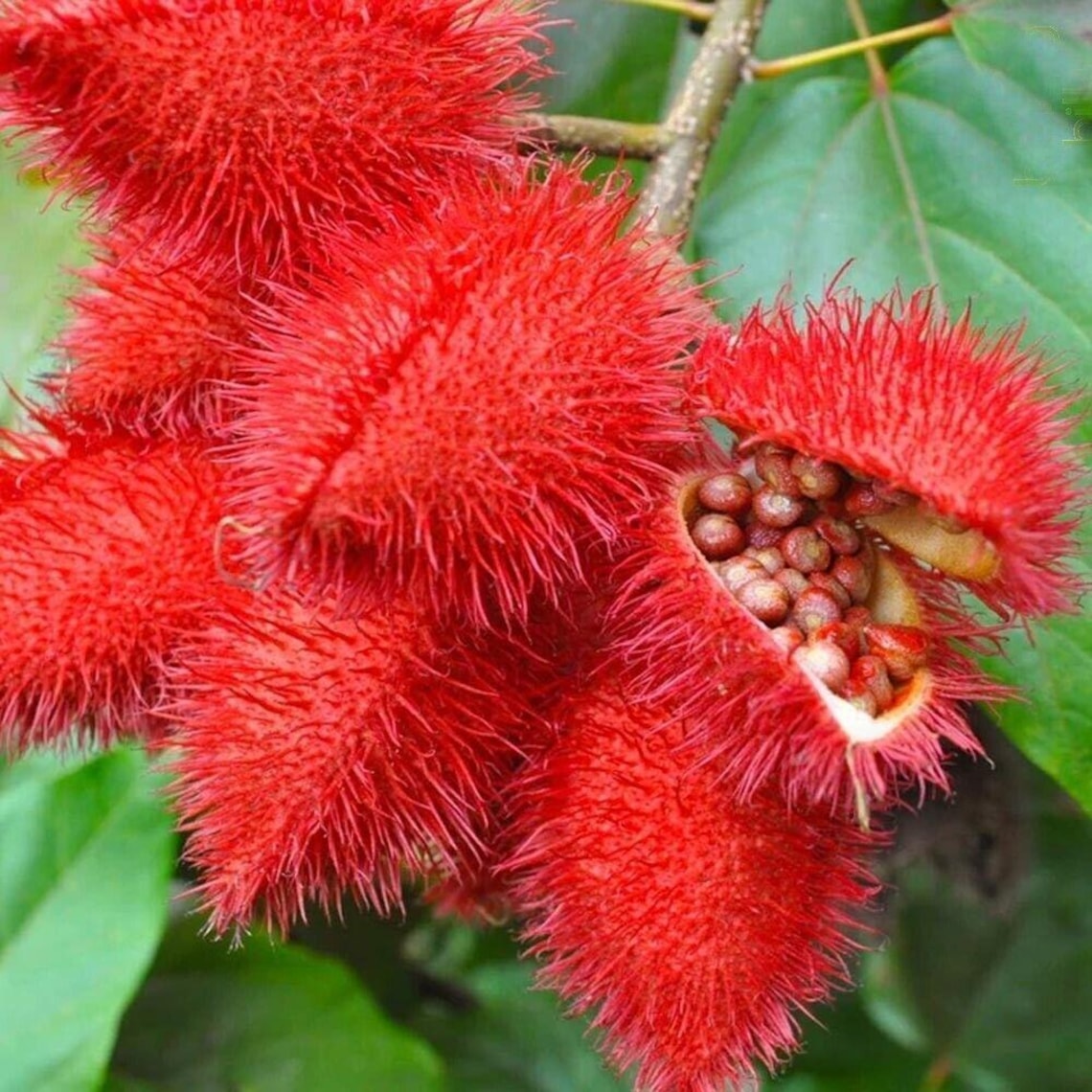 Annatto Seed Powder Herb Tea , Achiote, Annatto - Etsy