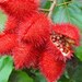 Annatto Seed Powder Herb Tea , Achiote, Annatto - Etsy