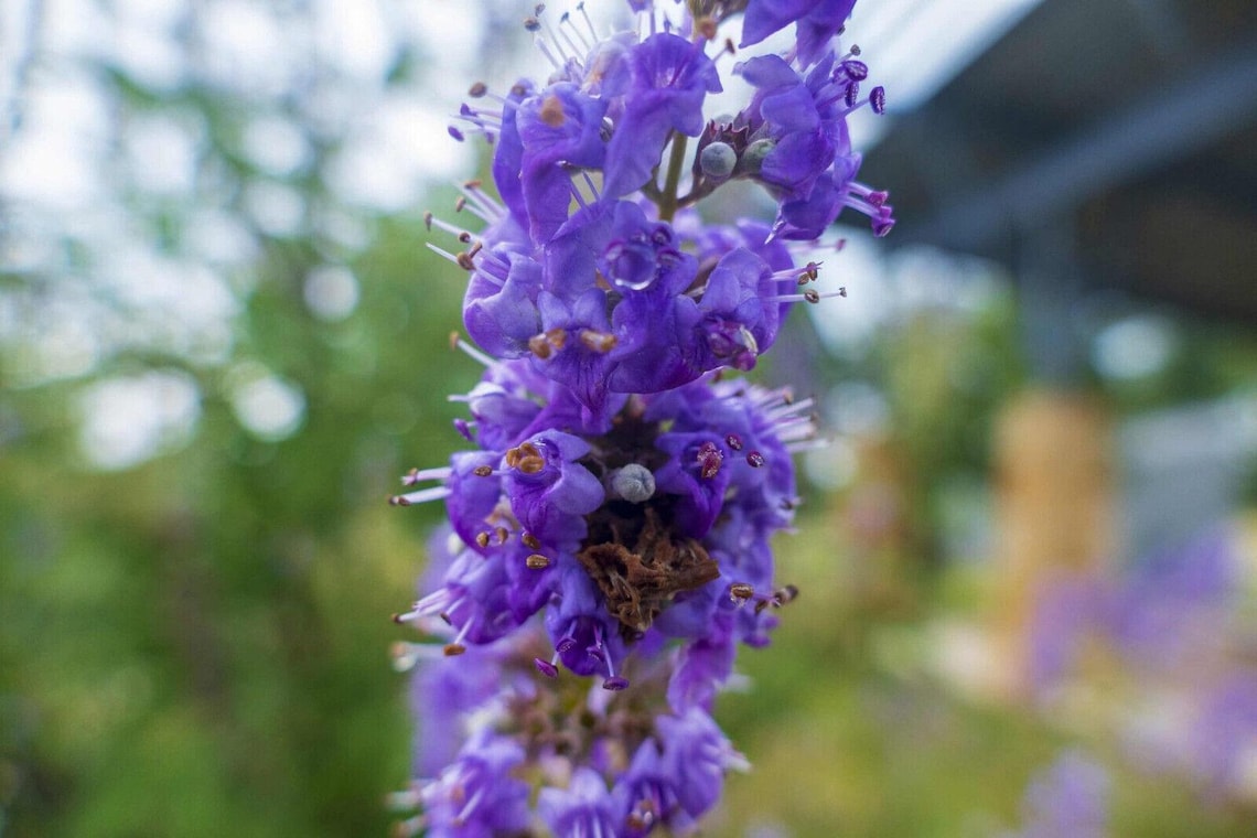 Vitex Seed Powder - Abraham's Tree, Vitex Agnus Castus, Chaste Tree ...