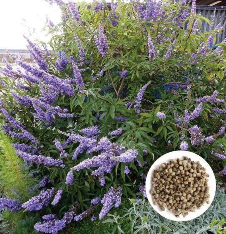 Vitex Whole Seeds - Abraham's Tree, Vitex Agnus Castus, Chaste Tree ...