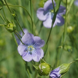 Linseed Ground Herb Tea, Linum Usitatissimum - Etsy