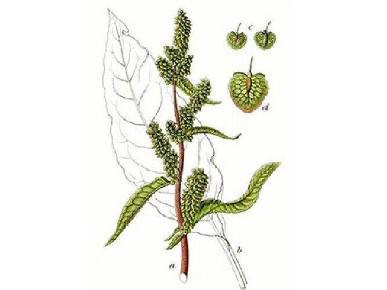 Culry Dock Wild Tea Herbal - , Lopush, Rumex Crispus - Etsy