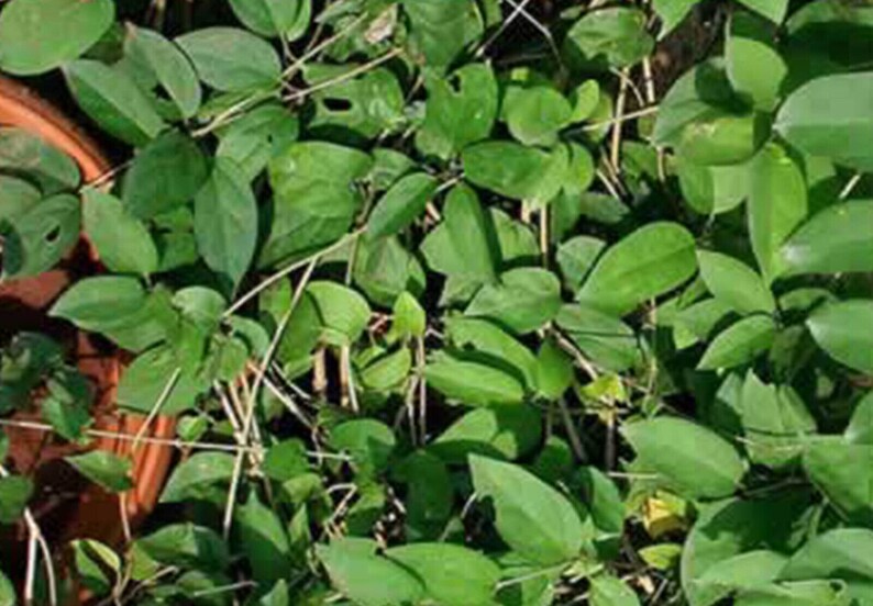 Gymnema Sylvestre Leaf Powder Herbal Tea - Gurmar, Gymnema Sylvestre - Etsy