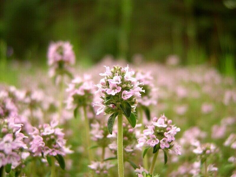 Thyme Aromatic Stalk - for Tea, Wild, Bulgarian, Thymus Serpyllum - Etsy