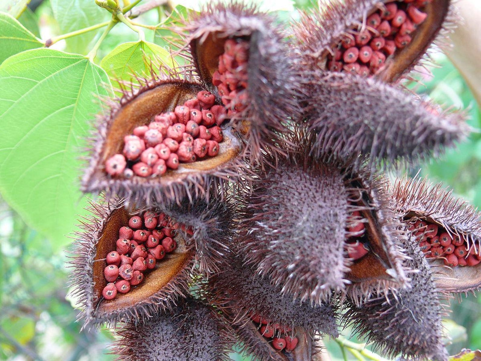 Annatto Seed Powder Herb Tea , Achiote, Annatto - Etsy