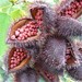 Annatto Seed Powder Herb Tea , Achiote, Annatto - Etsy