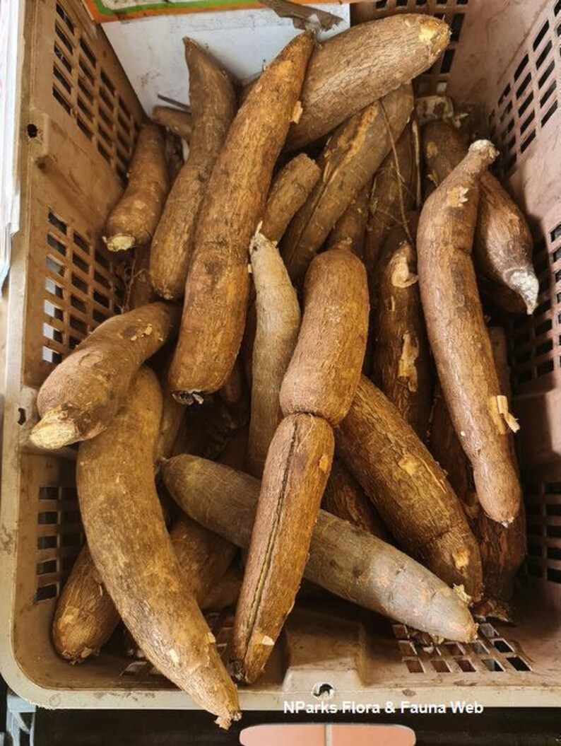 Tapioca Starch – Cassava Root Powder, Ararut, Manihot Utilissima - Etsy