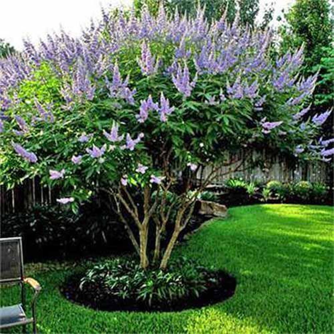Vitex Seed Powder - Abraham's Tree, Vitex Agnus Castus, Chaste Tree ...