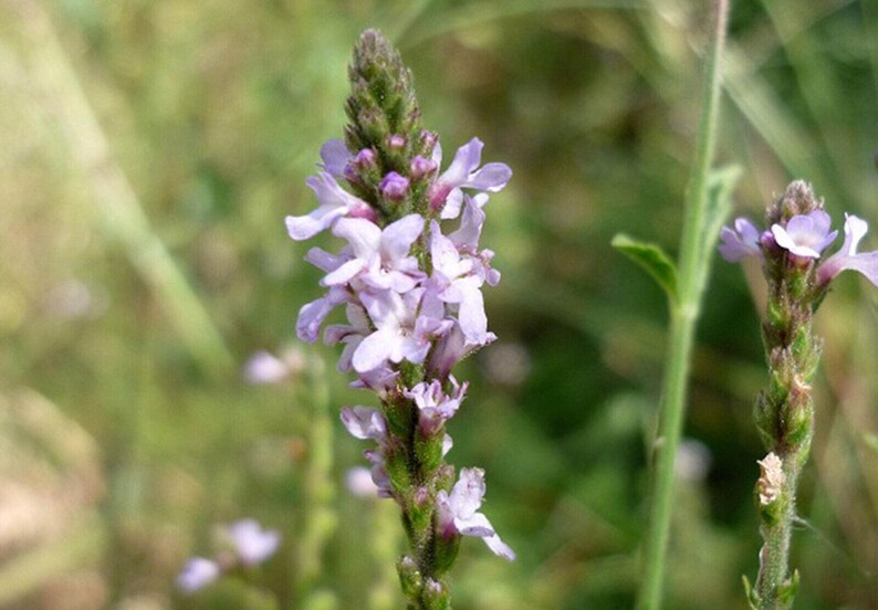 Verbena Stalk Tea Herb, Verbena Officinalis - Etsy