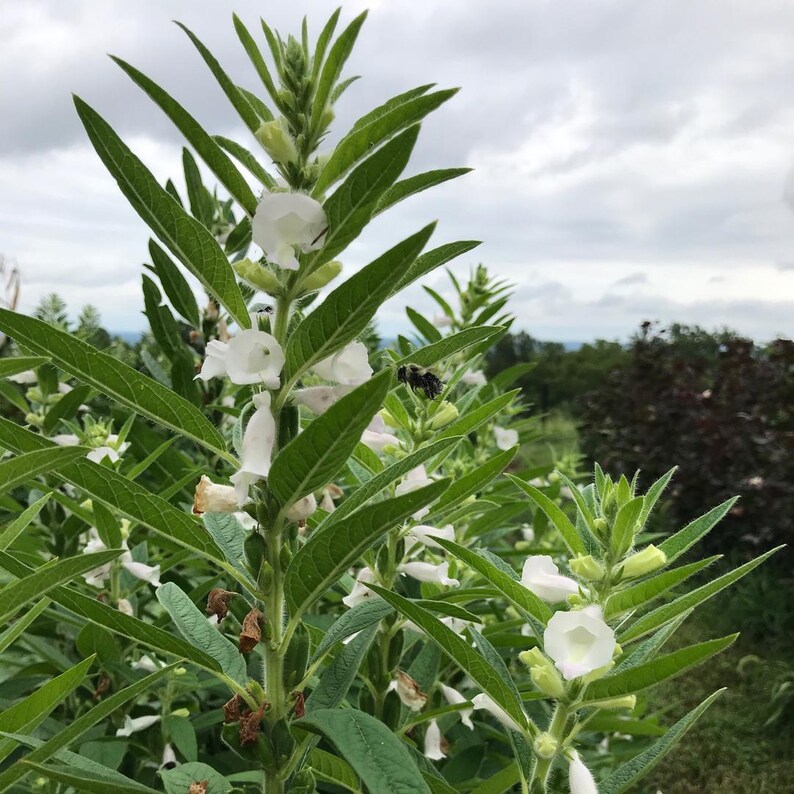 Black Sesame Seed , Sesamum Indicum - Etsy