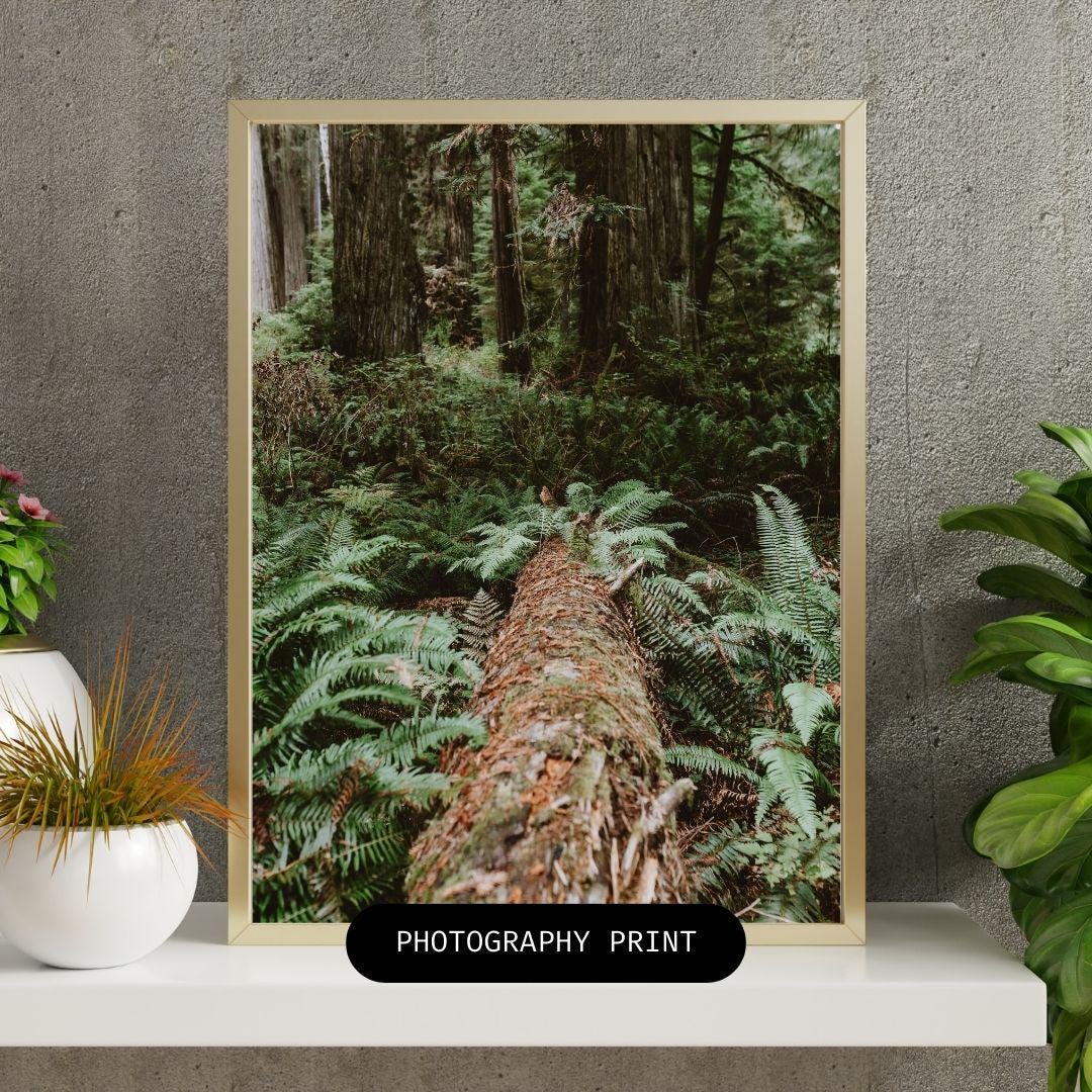 Redwoods, Redwood, Redwoods Photography, Redwoods Wall Art, Redwoods ...