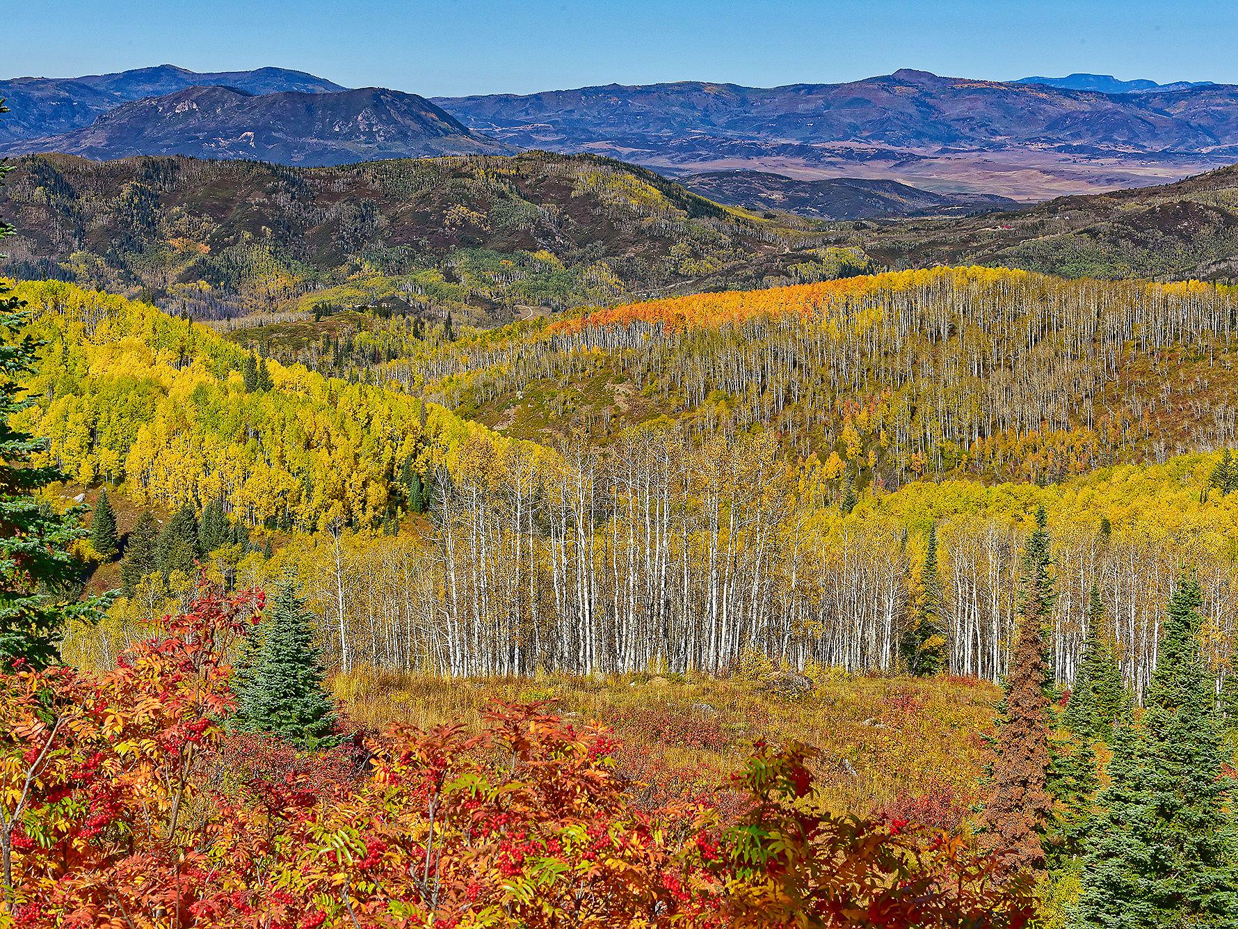 The Alpine Rolling Grasslands, Tundra of Alaska's Autumn (#B324 ...