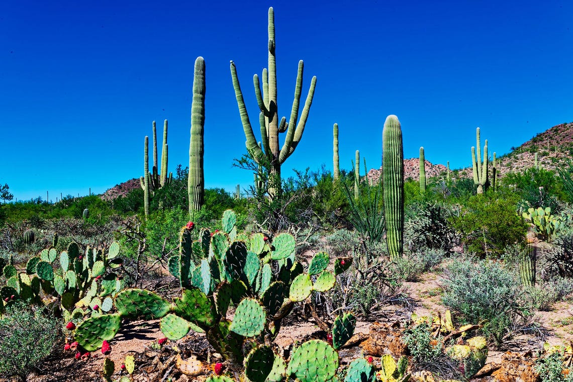 Saguaro Cactus Photo, Saguaro National Park, Arizona, Digital Photo ...