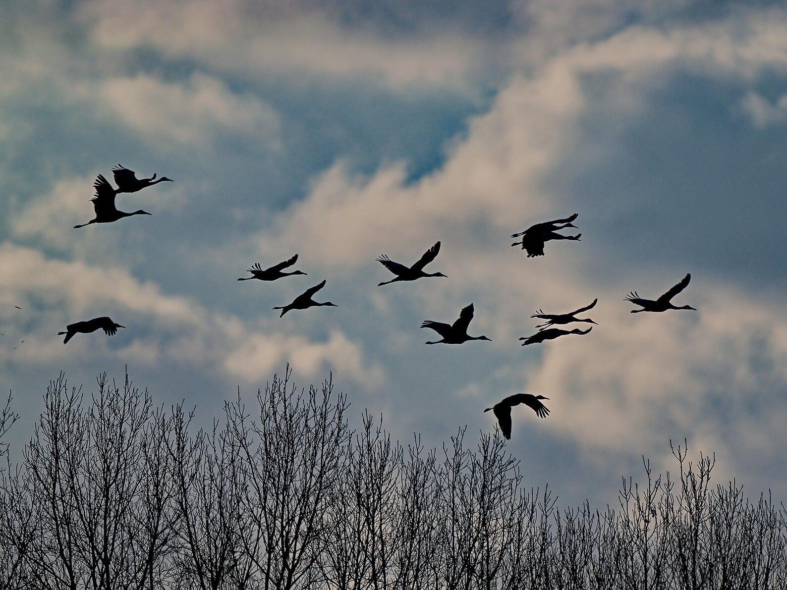 Sandhill Cranes Migrating at Sunset, Alabama#9241. Canvas/acrylic Print ...