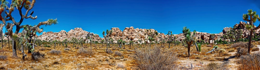 Panoramic Joshua Tree Canvas and Acrylic Photo of Joshua Tree National ...
