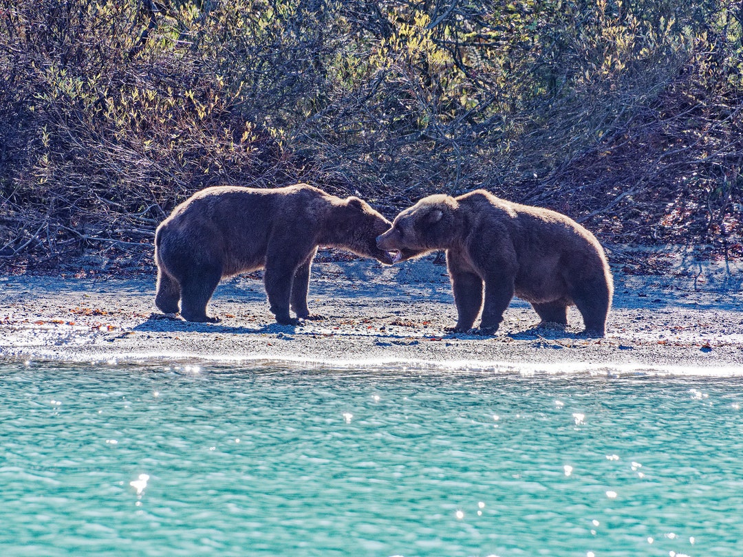It Seems the Two Bears Are Having an Intimate Date on Lakeshore, Alaska ...