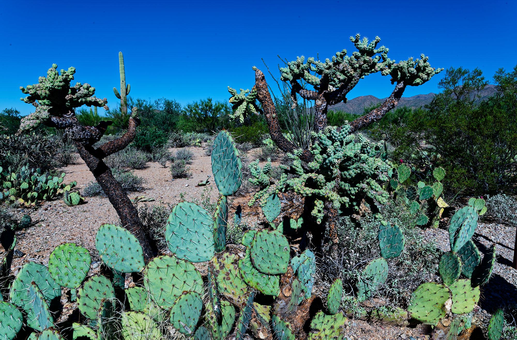 Saguaro Cactus Photo, Saguaro National Park, Arizona, Digital Photo ...