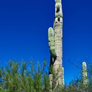 Saguaro Cactus Photo, Saguaro National Park, Arizona, Digital Photo ...