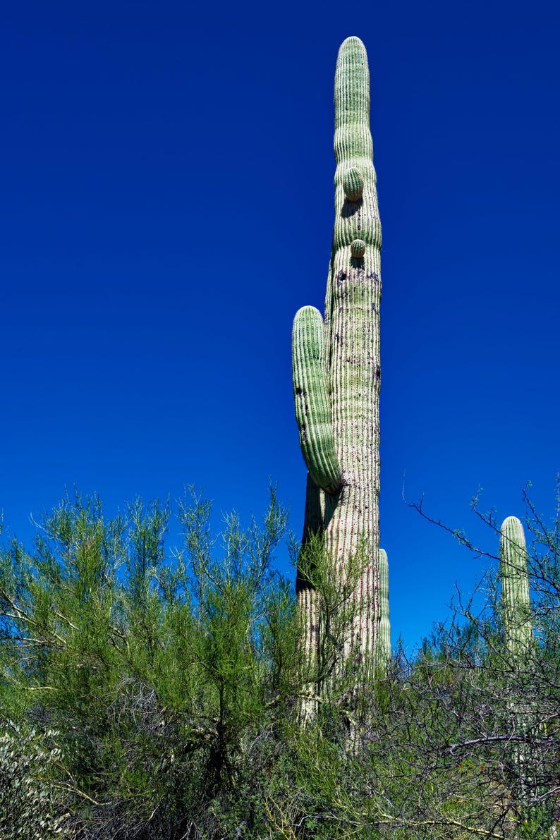 Saguaro Cactus Photo, Saguaro National Park, Arizona, Digital Photo ...
