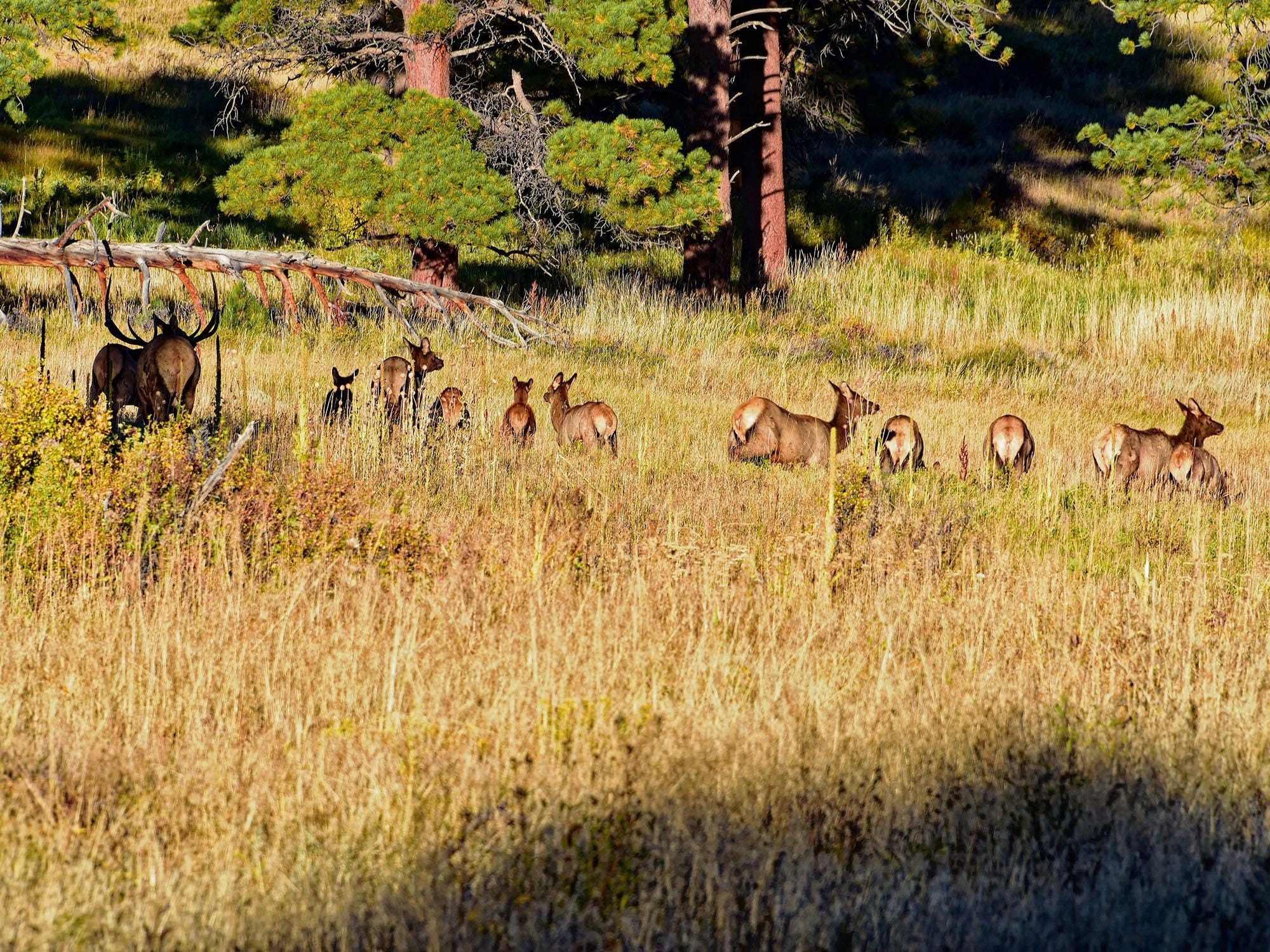 A Stag Defends His Territory and His Herd of Females#b279，rocky ...