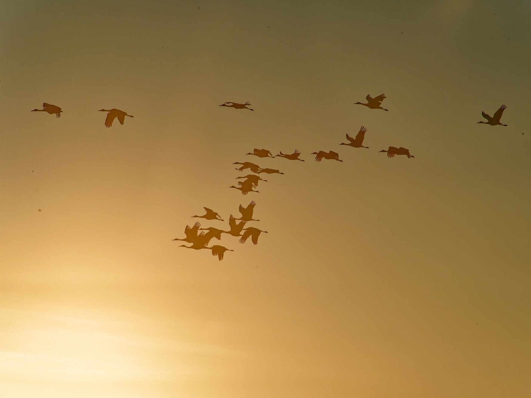 Sandhill Cranes Migrating at Sunset, Alabama#9241. Canvas/acrylic Print ...
