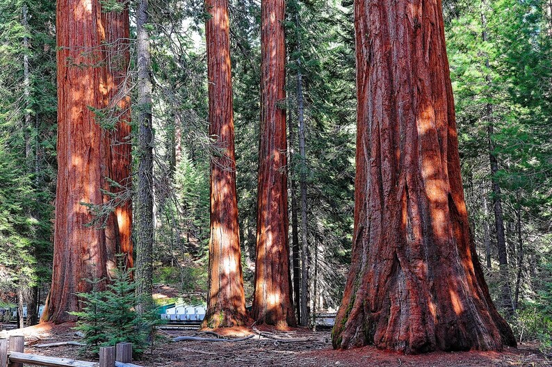 Redwood National Park, California(image No. 0108).virgin Redwood Forest ...