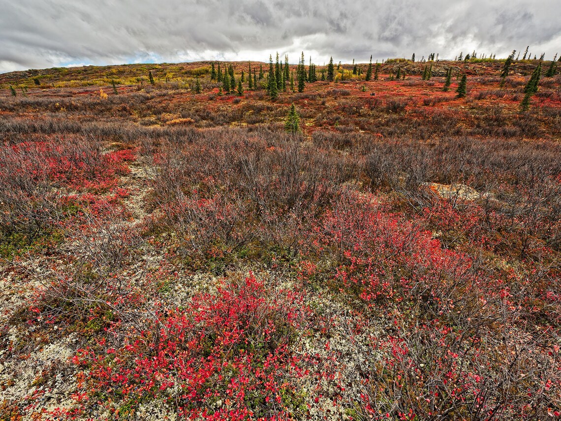 Late Fall Color of Alaska, Glacier, Tundra and Other Lichens, Low ...
