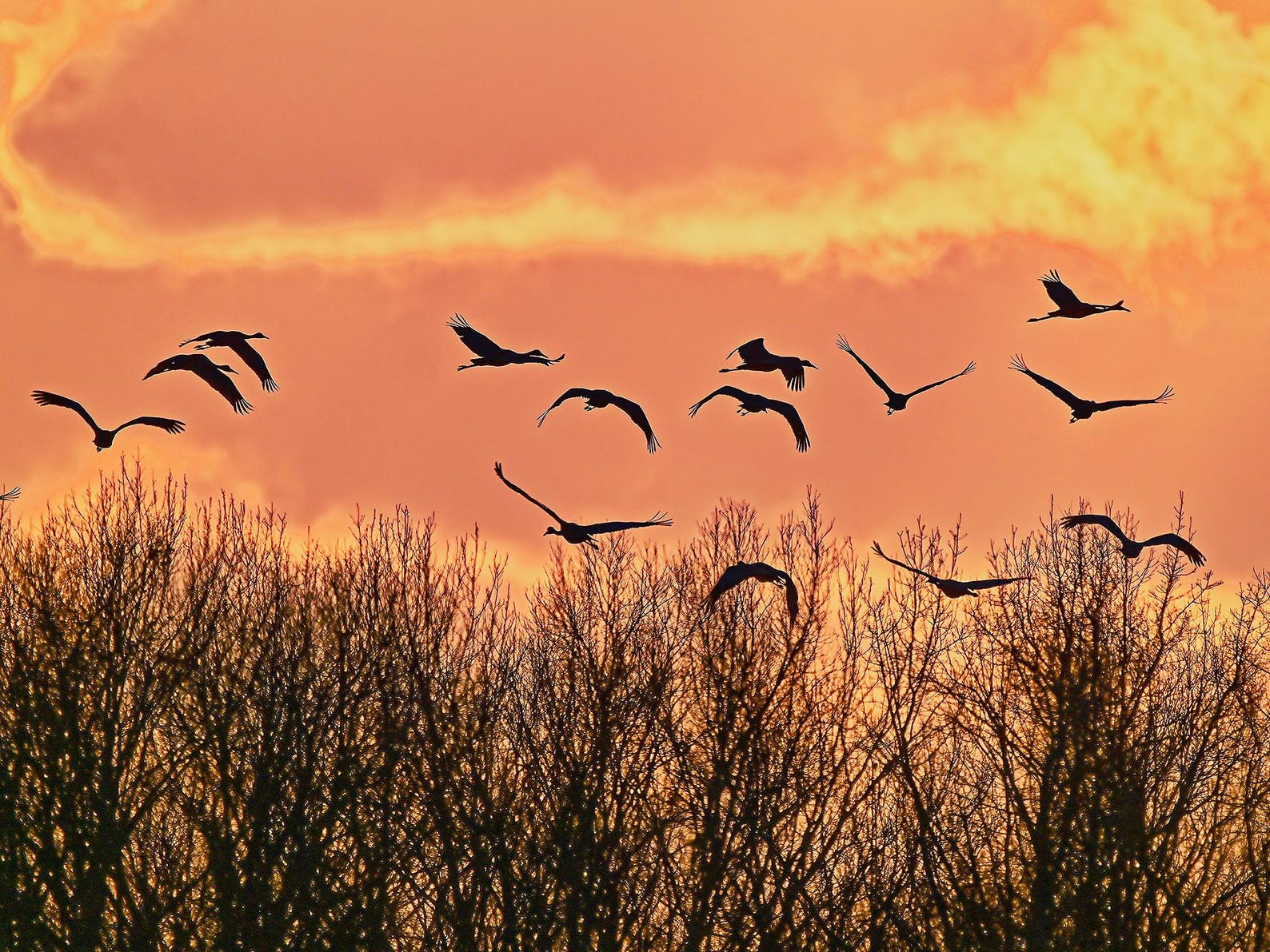 Sandhill Cranes Migrating at Sunset, Alabama#9241. Canvas/acrylic Print ...