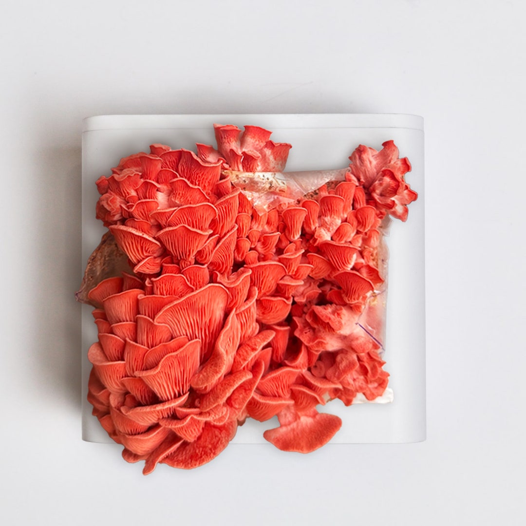 Fruiting Chamber for Mushroom Kits, Mushroom Monotub - Etsy