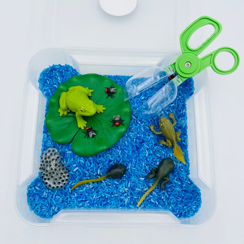 Frog Life Cycle - Etsy