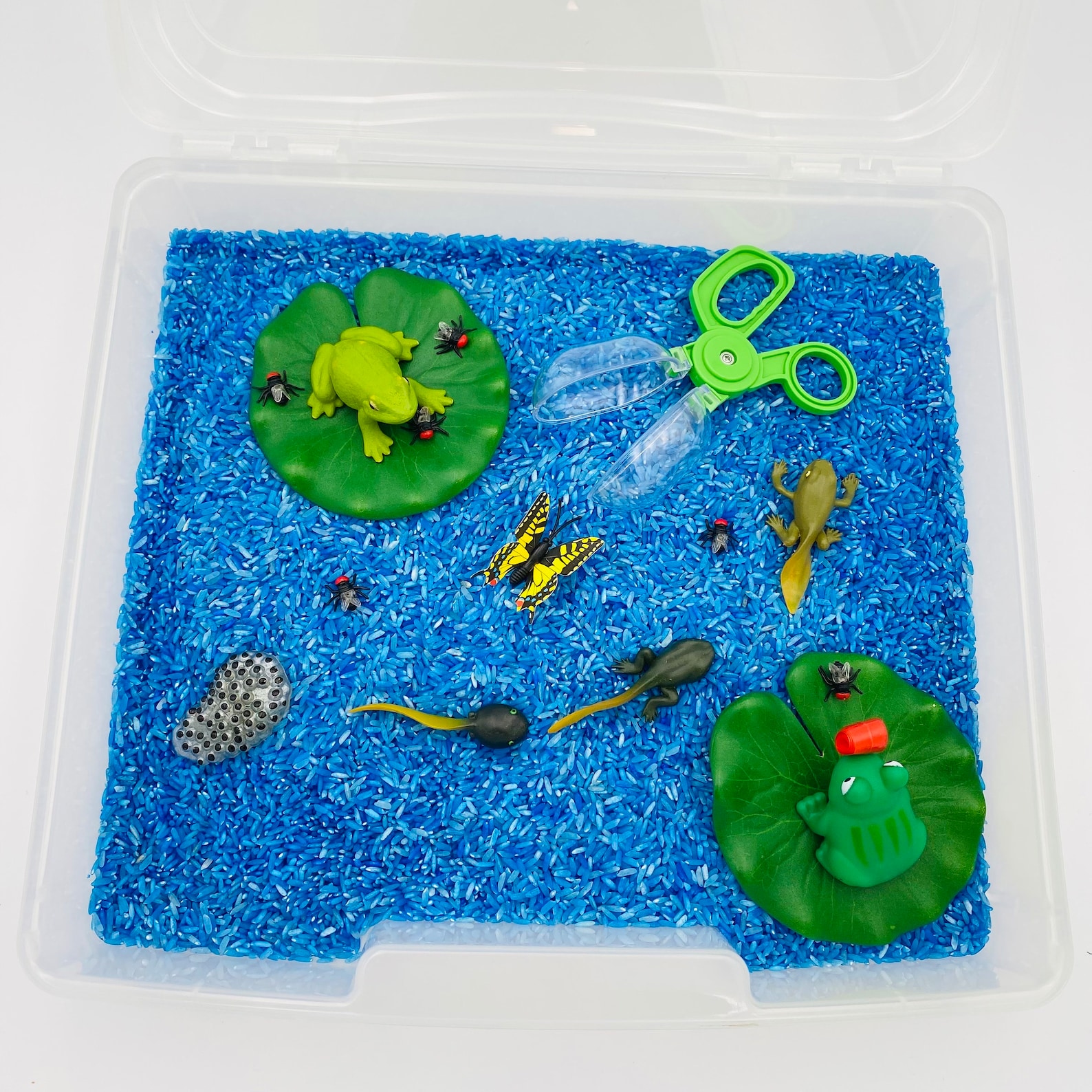 Frog Life Cycle Sensory Bin- Blue Rice, Frogs, Tadpoles & Lily Pad ...