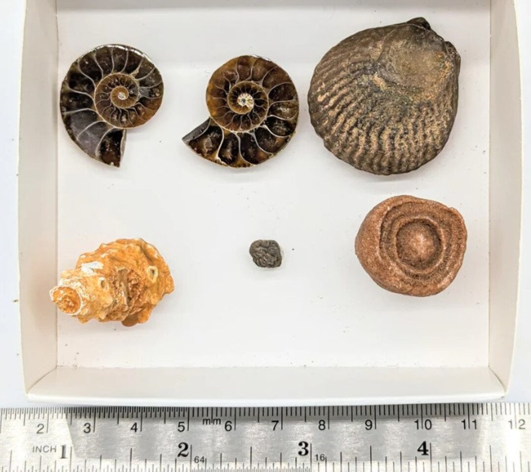 Fossils of Early Life - Etsy