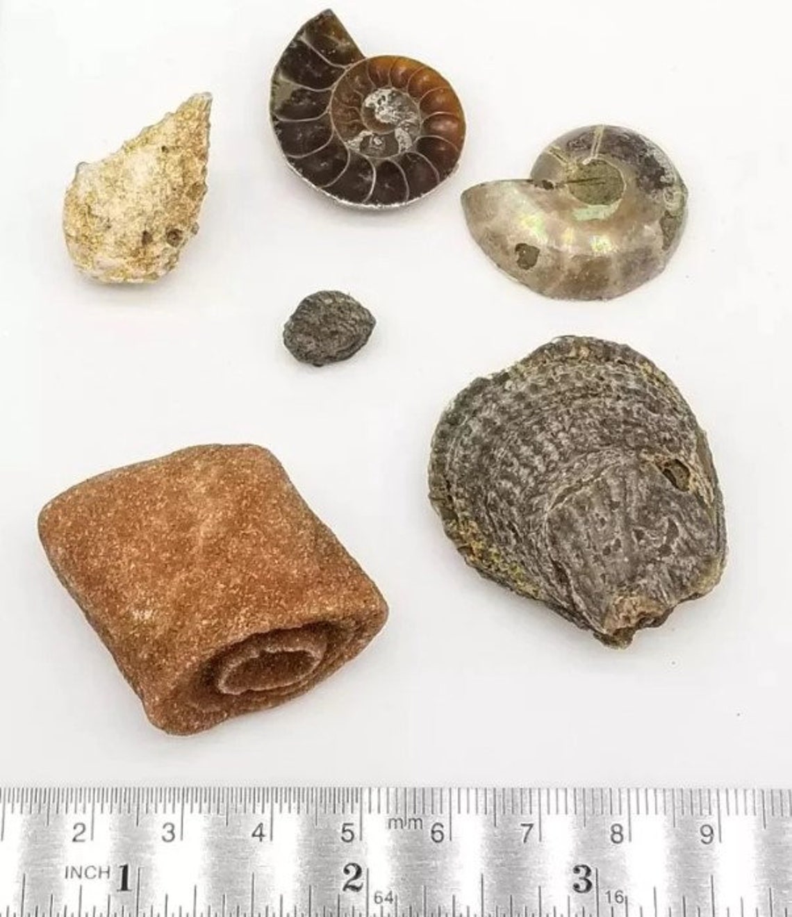 Fossils of Early Life - Etsy