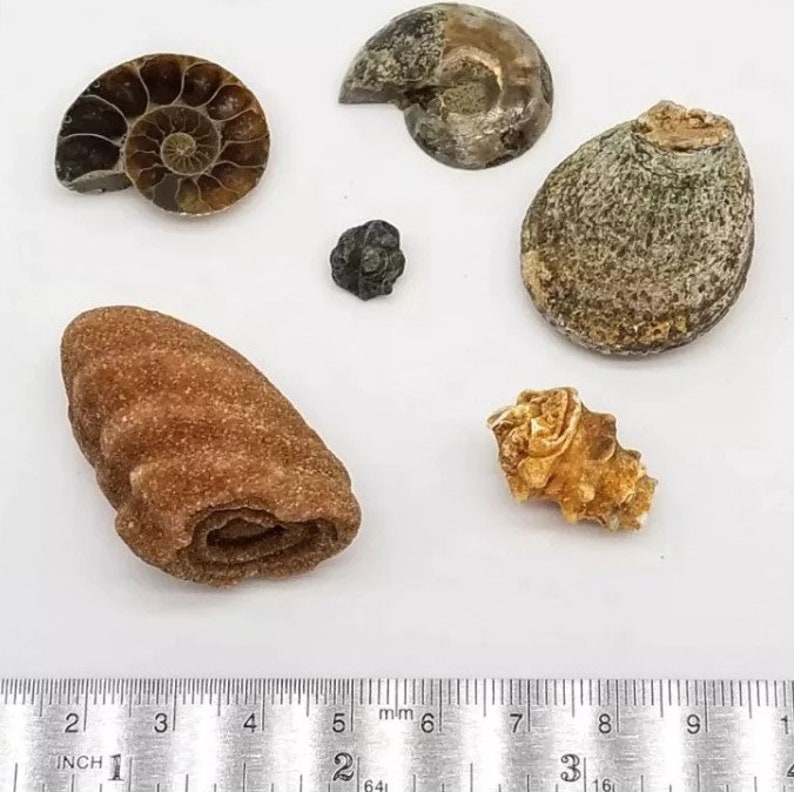 Fossils of Early Life - Etsy