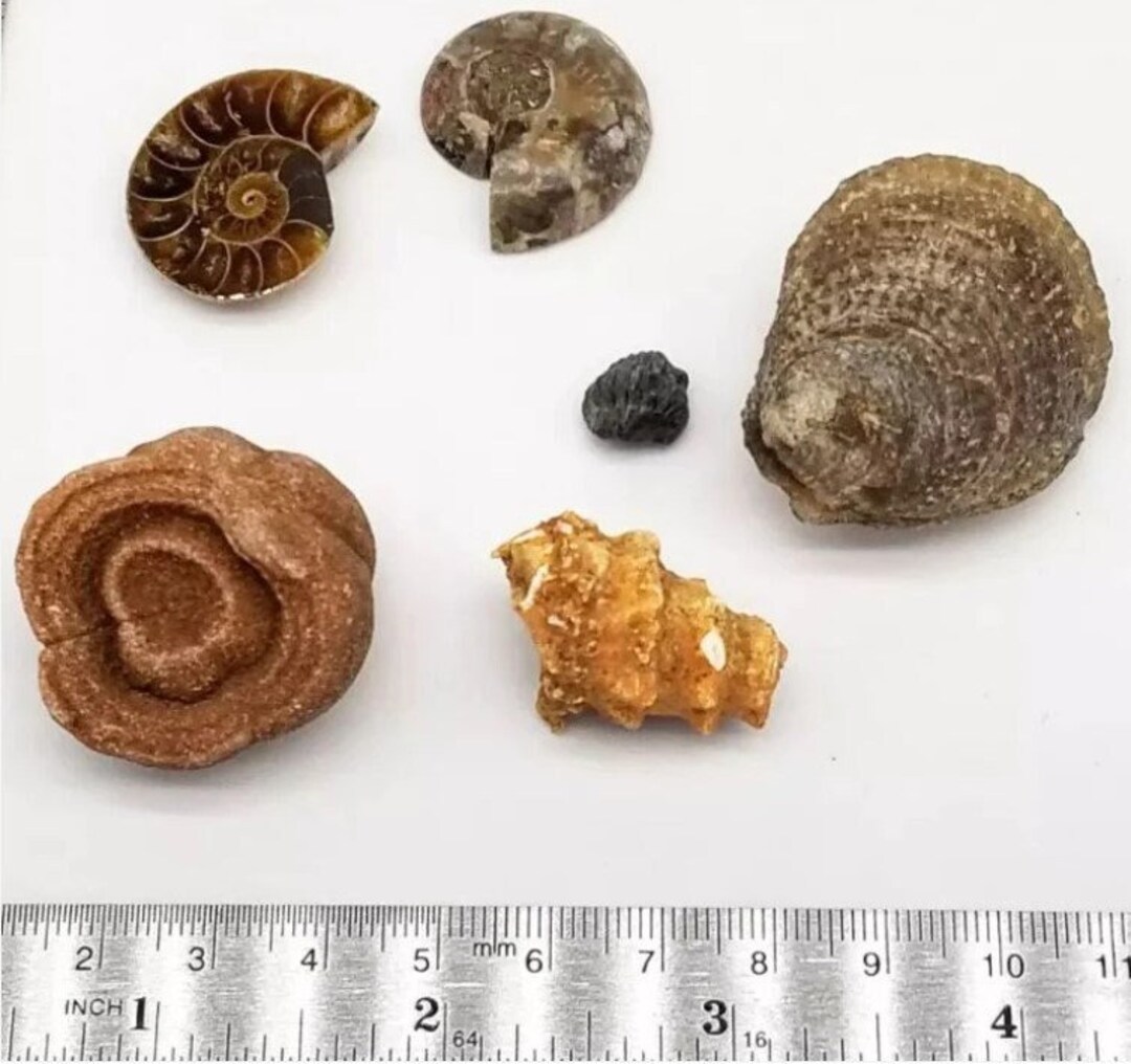 Fossils of Early Life - Etsy