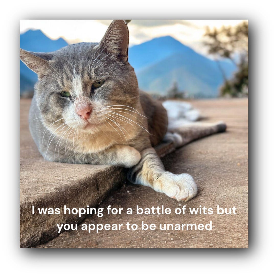 Cat T-shirts, T-shirts With Sayings, Witty T-shirts, Animal T-shirts ...