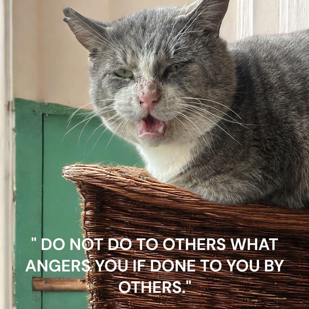 Cat T-shirts, T-shirts With Sayings, Witty T-shirts, Animal T-shirts ...