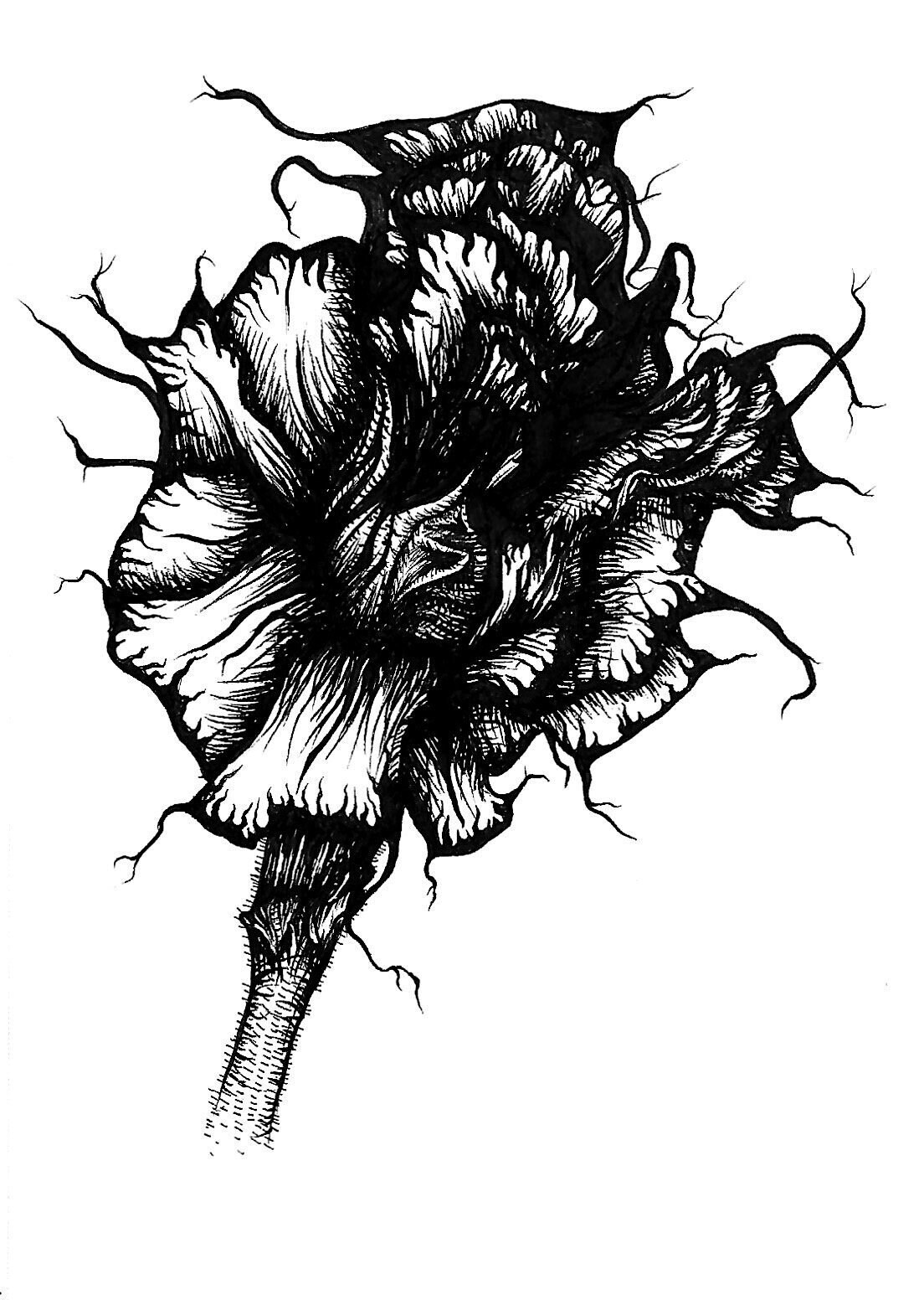 Devils Trumpet Print | Poisonous Flower Ink Drawing, Matte Paper Wall ...