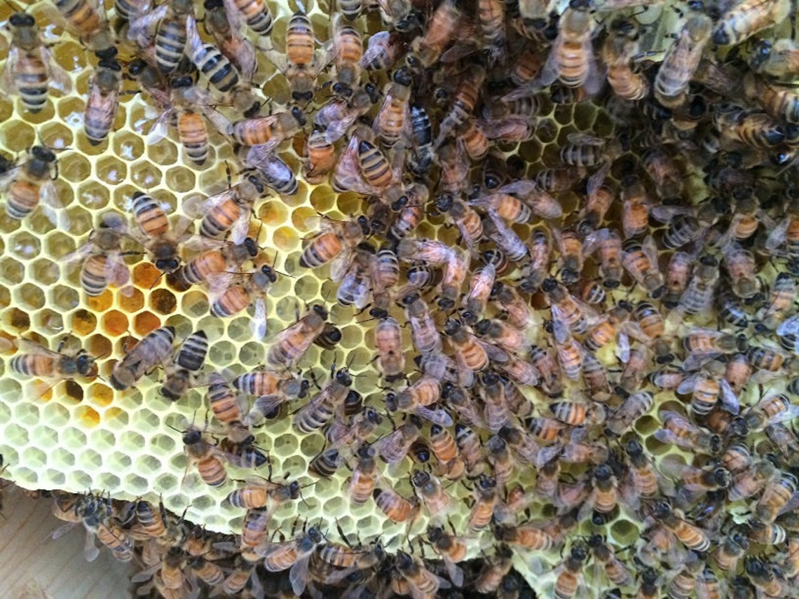 Beehive Plans, Top Bar Beehive Plans, Top Bar, Beehive, Plans ...