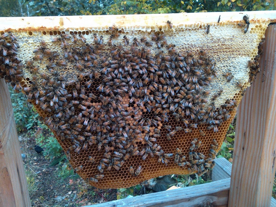 Beehive Plans, Top Bar Beehive Plans, Top Bar, Beehive, Plans ...