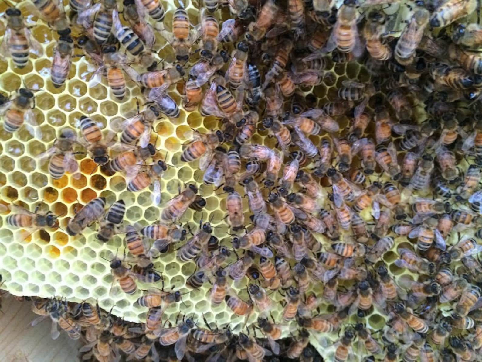 Top Bar Beehive Plans, Beehive, DIY Beehive, Honey, Beehive Plans, Bee ...