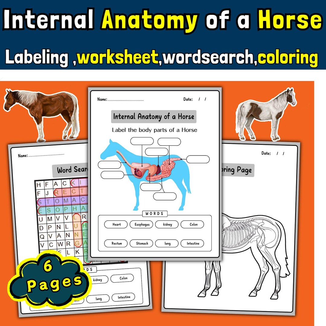 Horse Anatomy in English: Labeling, Coloring, Word Search, Worksheets ...