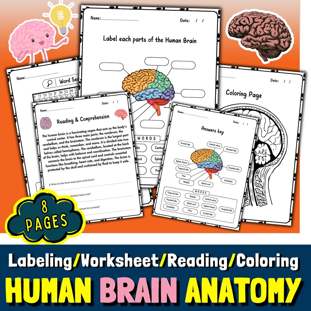 Human Brain Anatomy Activities Labeling Reading Word Search Coloring ...