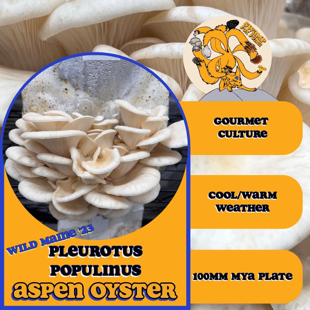 Wild Maine Pleurotus Populinus, Aspen Oyster Mushroom Culture Foraged ...