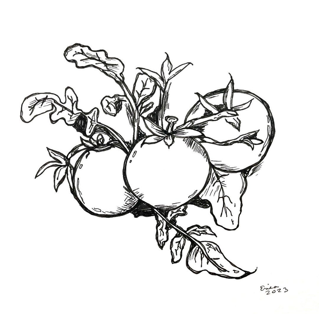 Original Tomato Pen and Ink Illustration, Kitchen Art, 9x9" - Etsy